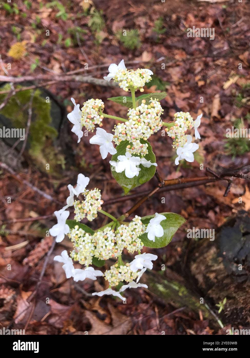 hobblebush (Viburnum lantanoides Stock Photo - Alamy