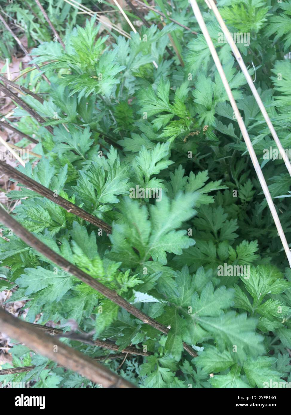 common mugwort (Artemisia vulgaris Stock Photo - Alamy