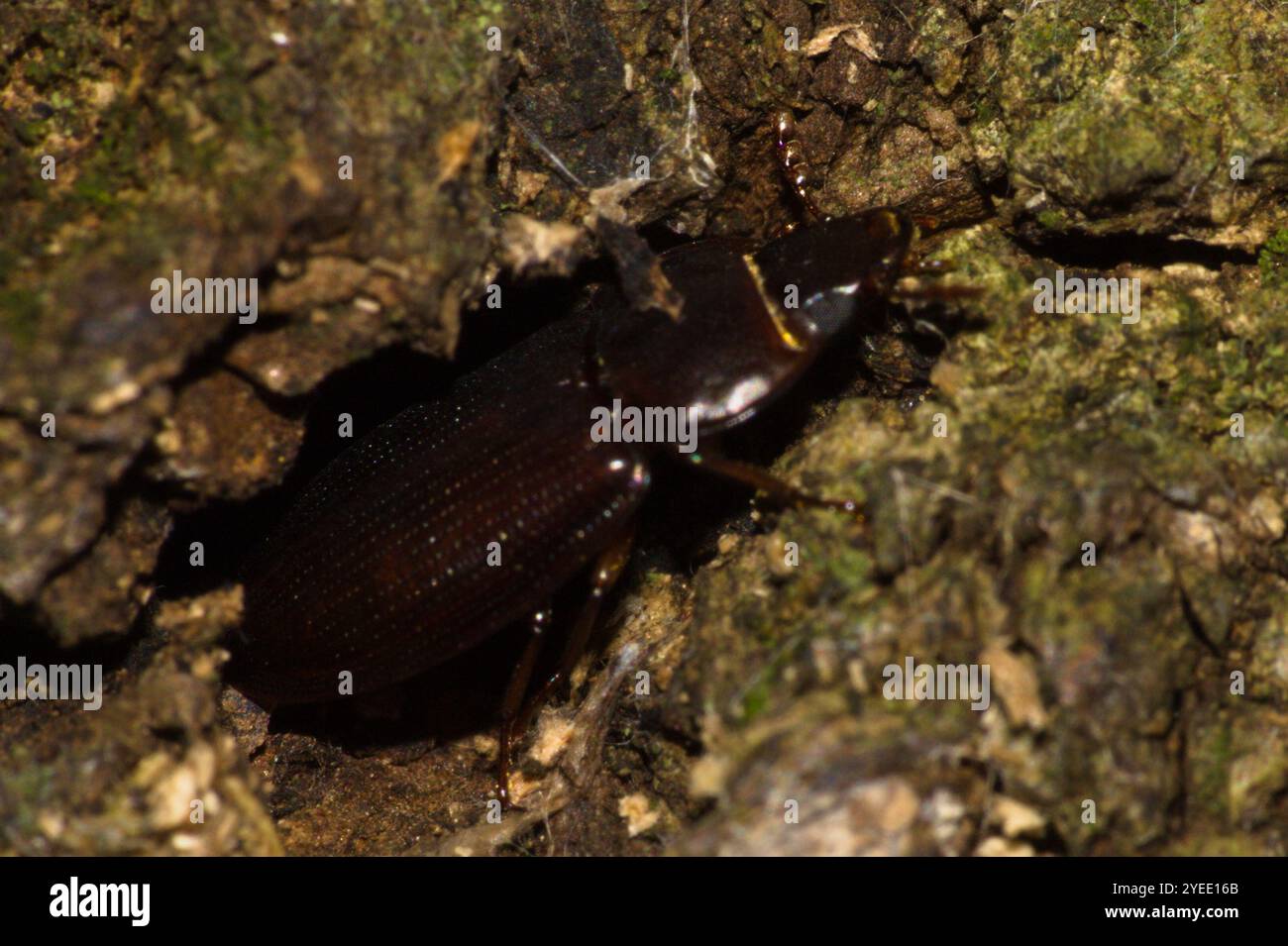 Tenebroides hi-res stock photography and images - Alamy