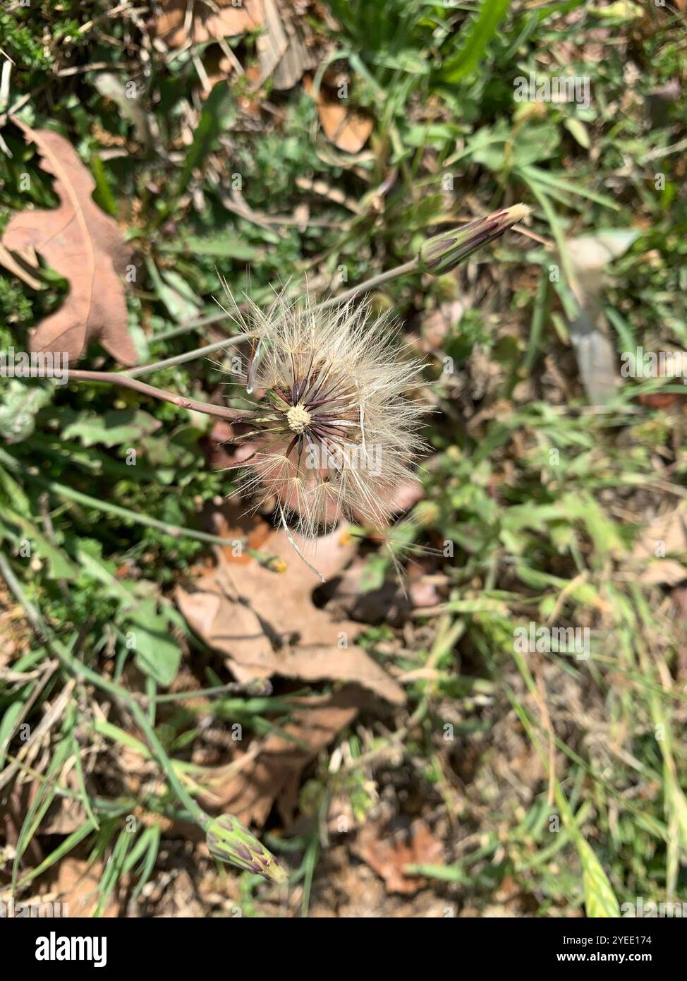 Smooth Cat's Ear (Hypochaeris glabra Stock Photo - Alamy