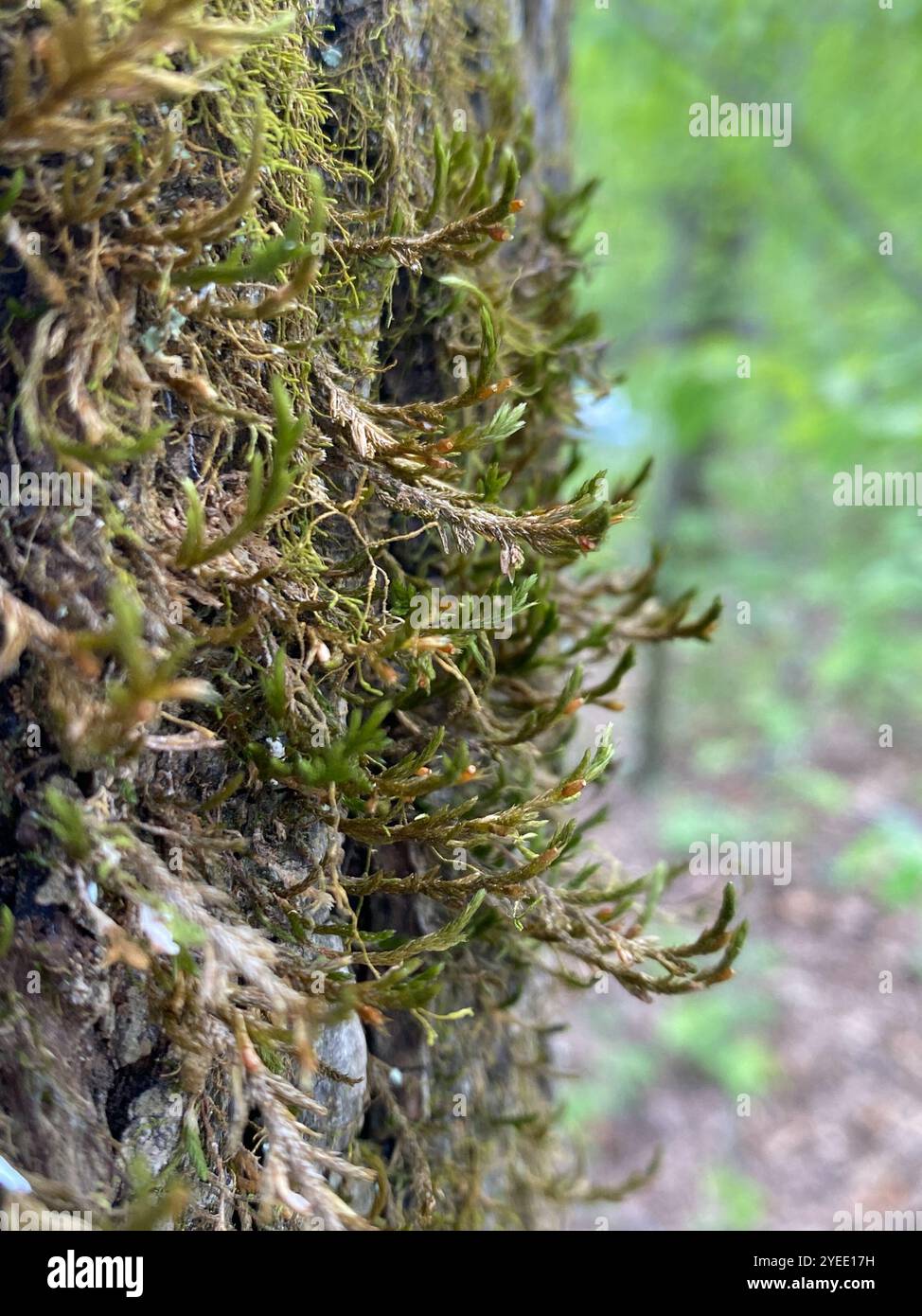 fan moss (Forsstroemia trichomitria Stock Photo - Alamy