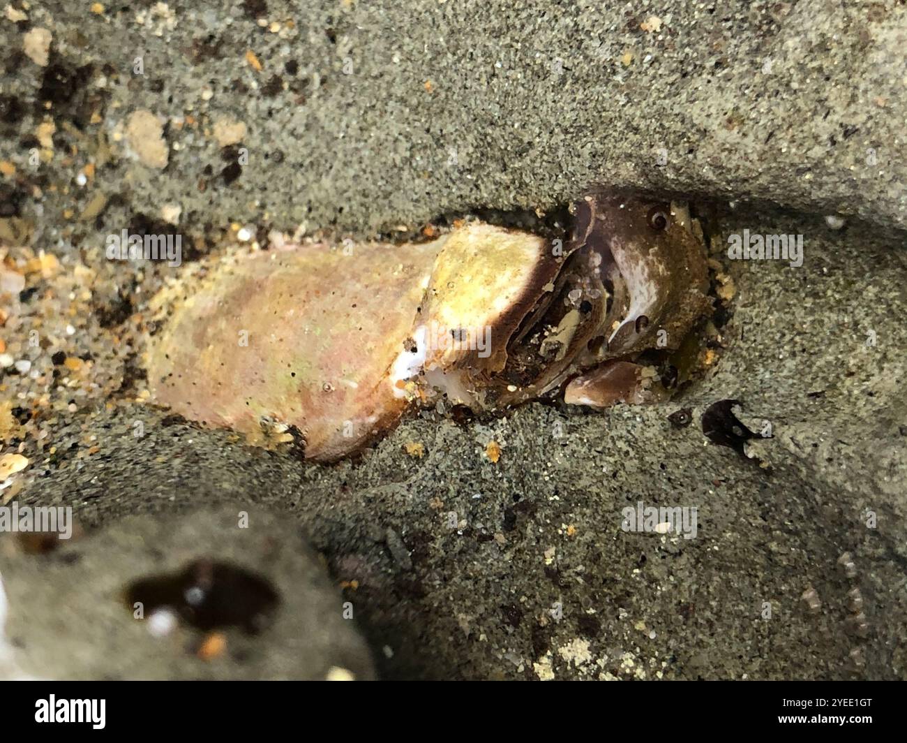 Penitella penita hi-res stock photography and images - Alamy