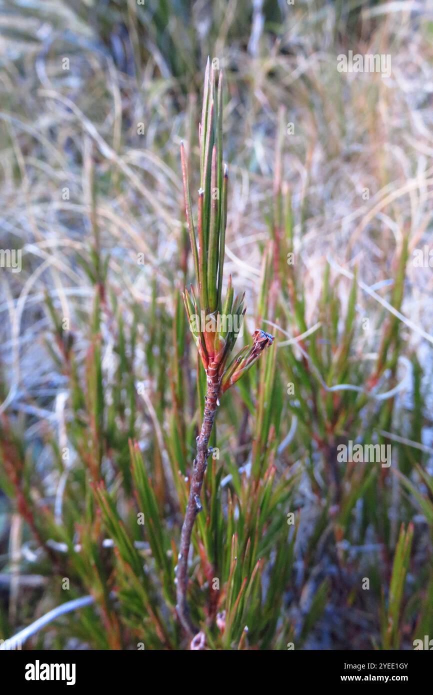 Inaka (Dracophyllum longifolium Stock Photo - Alamy