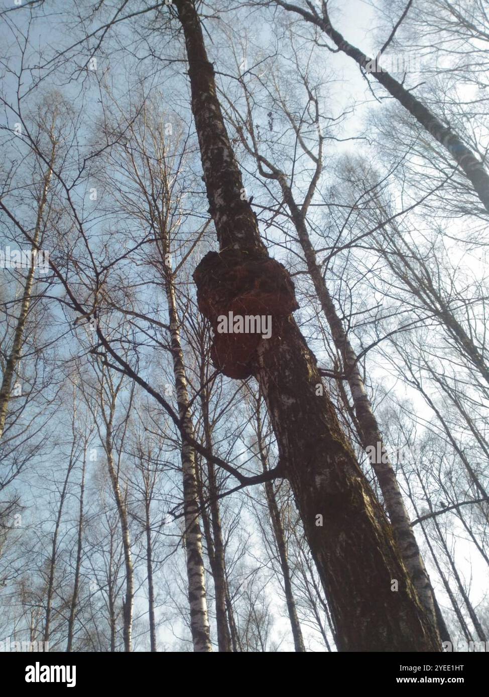 bacterial crown gall (Agrobacterium radiobacter Stock Photo - Alamy