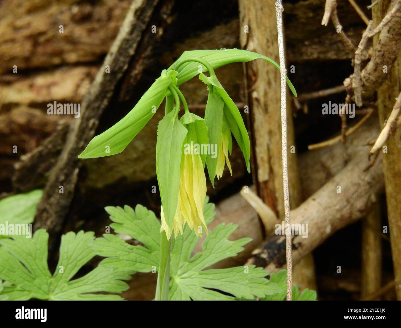 largeflower bellwort (Uvularia grandiflora Stock Photo - Alamy