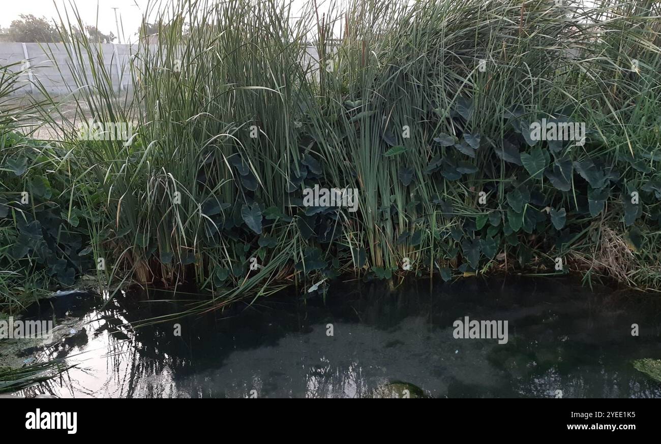 southern cattail (Typha domingensis Stock Photo - Alamy