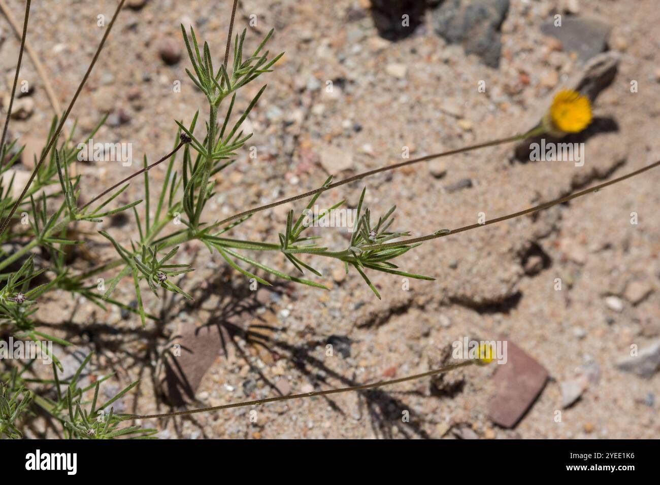 Parralena hi-res stock photography and images - Alamy