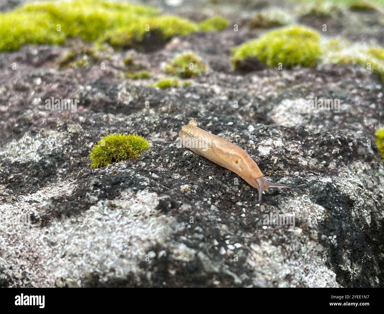 Milky Slug (Deroceras reticulatum Stock Photo - Alamy