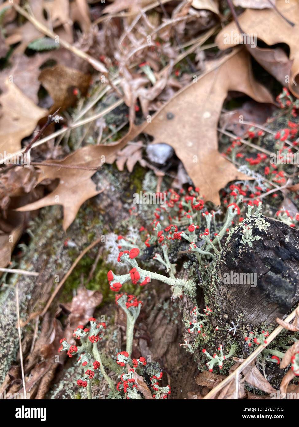 British soldier lichen (Cladonia cristatella Stock Photo - Alamy