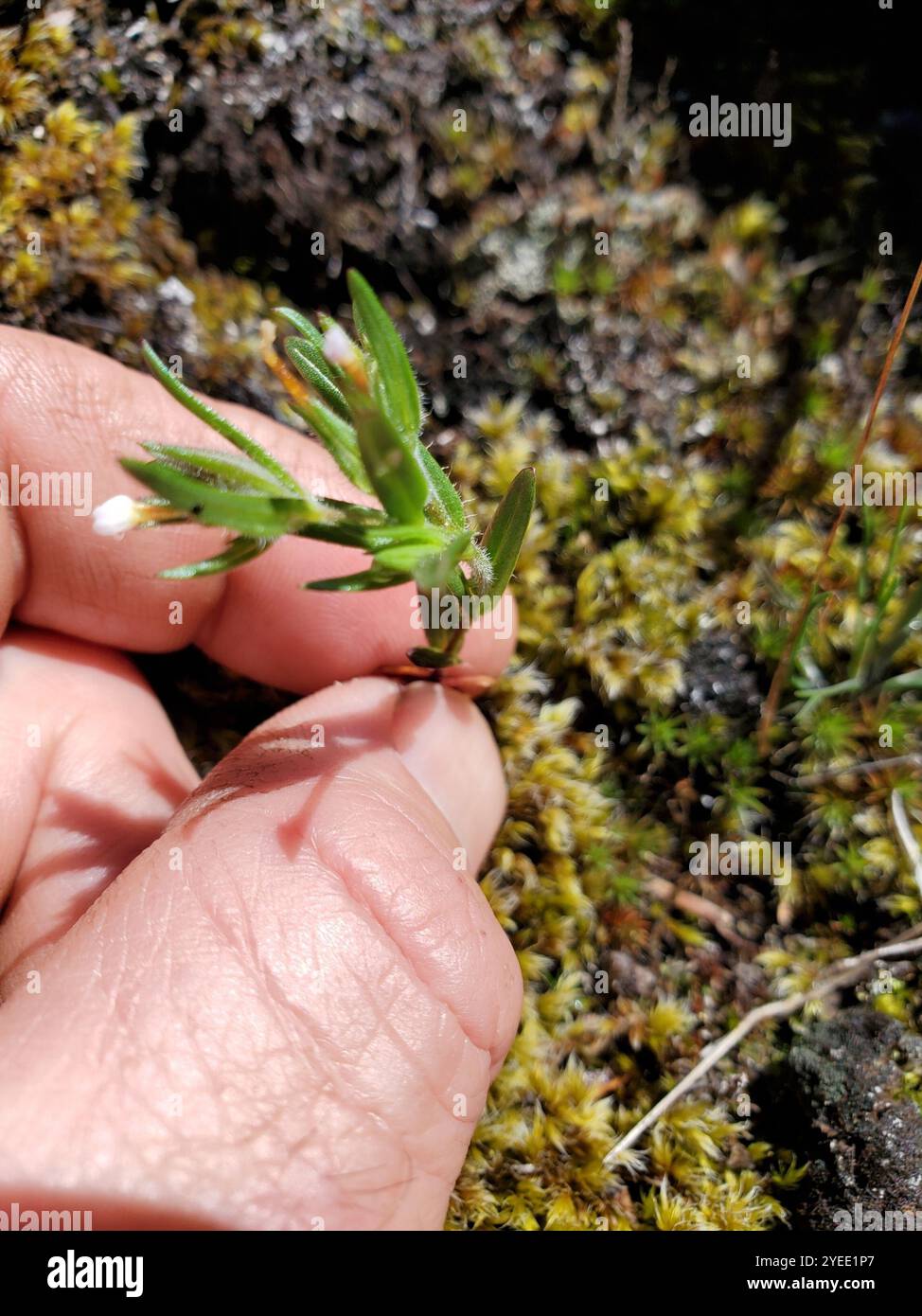 slender phlox (Microsteris gracilis Stock Photo - Alamy