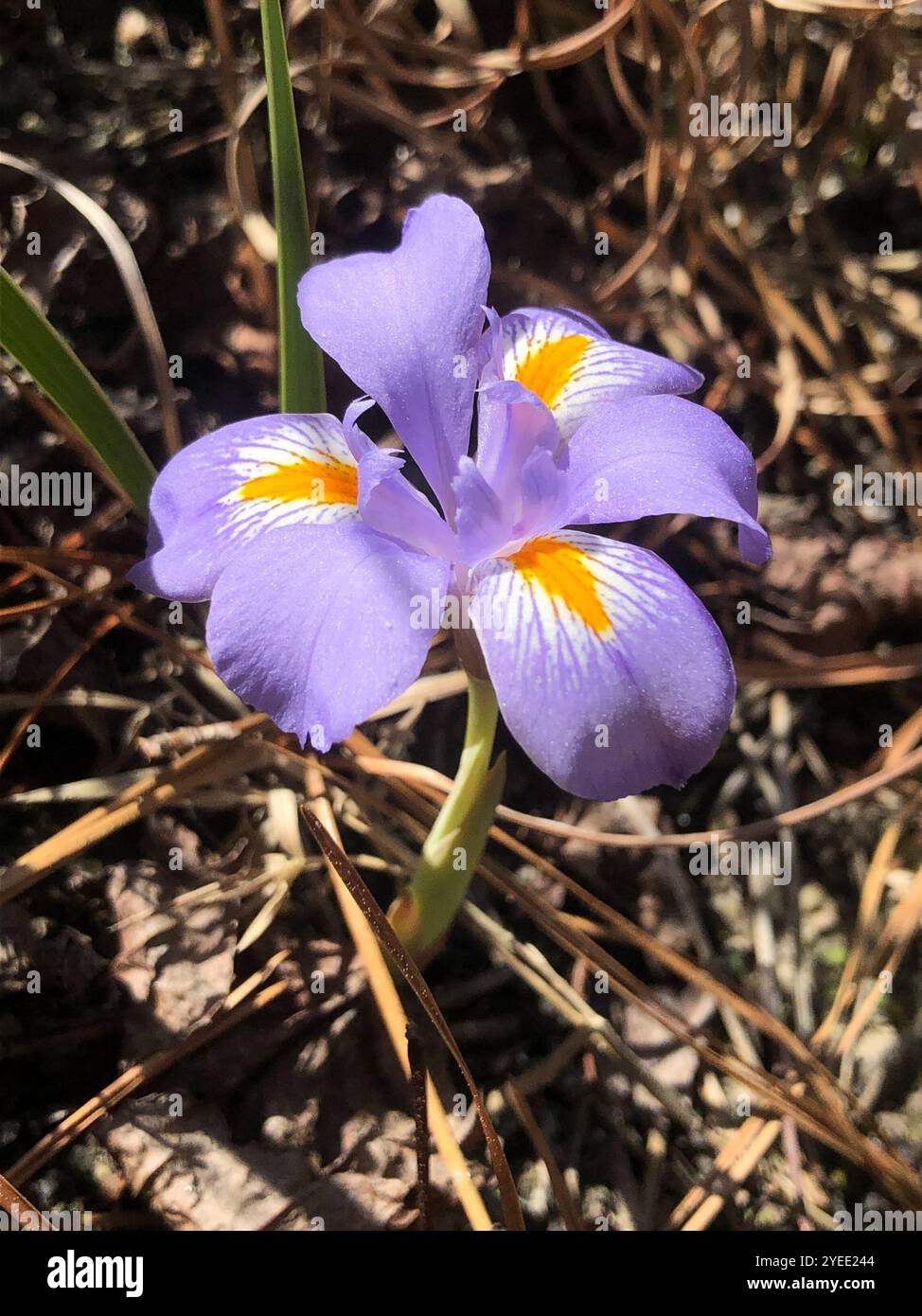 Iris verna hi-res stock photography and images - Alamy