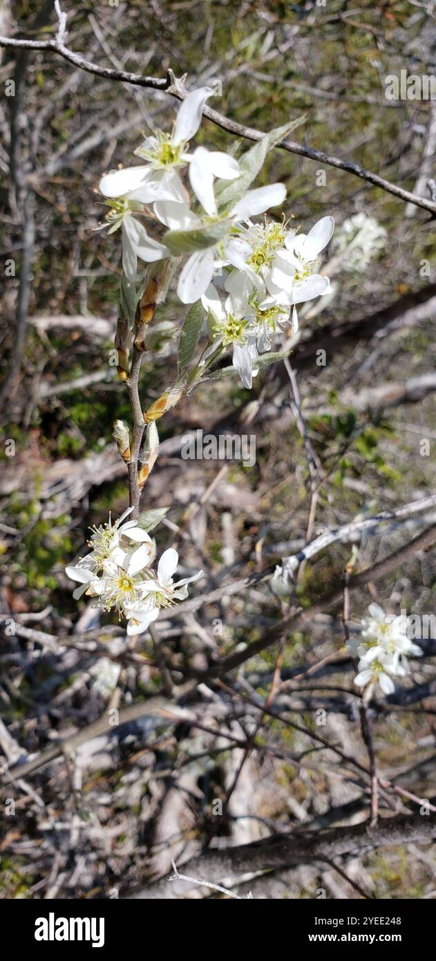 common serviceberry (Amelanchier arborea Stock Photo - Alamy