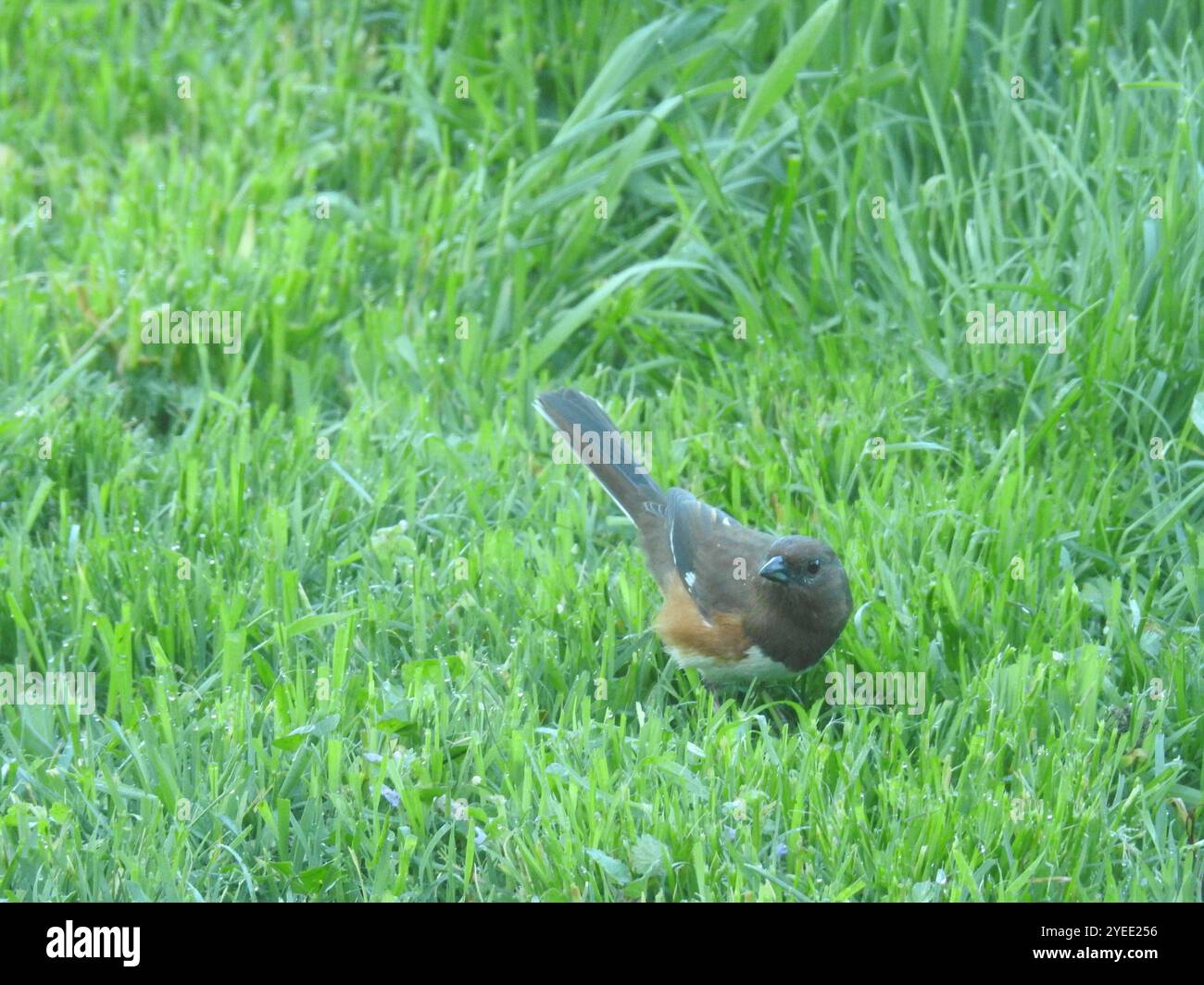 Eastern Towhee (Pipilo erythrophthalmus Stock Photo - Alamy