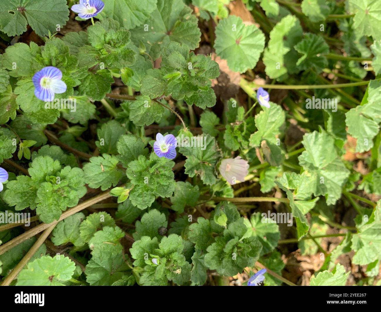 bird's-eye speedwell (Veronica persica Stock Photo - Alamy