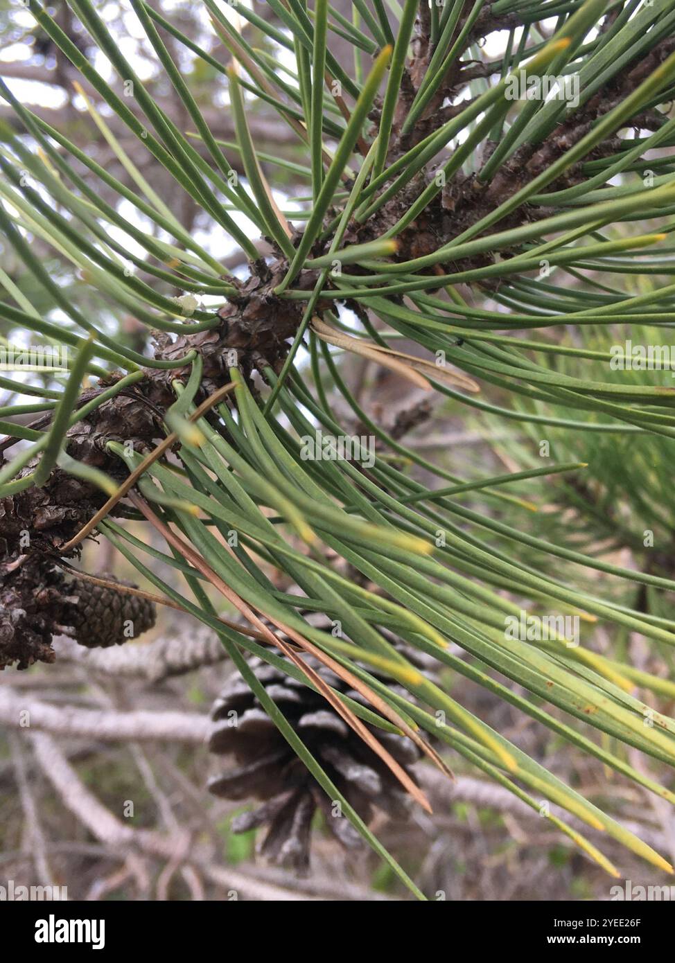 red pine (Pinus resinosa Stock Photo - Alamy
