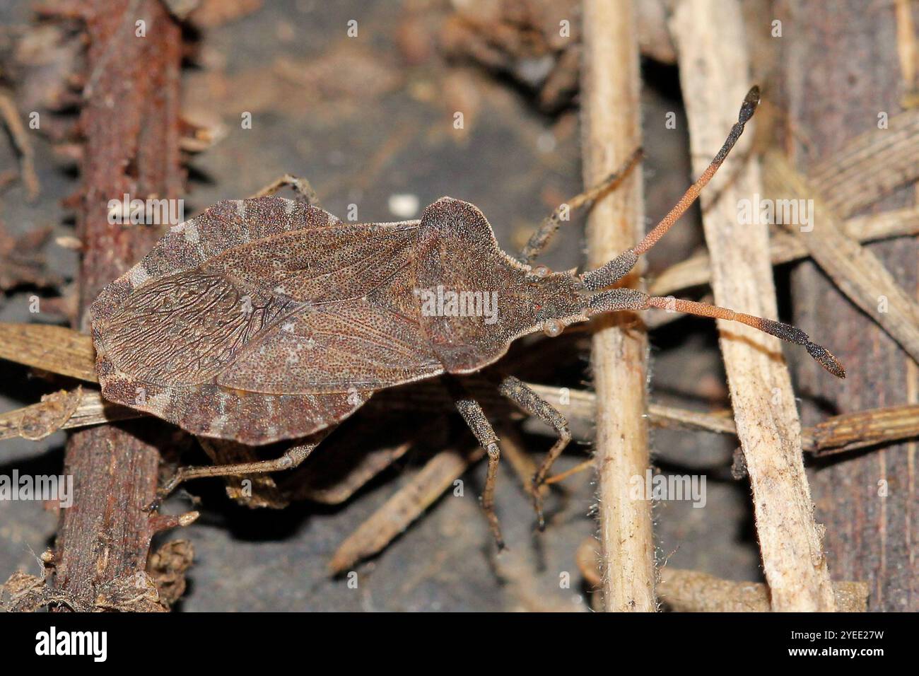 Enoplops hi-res stock photography and images - Alamy