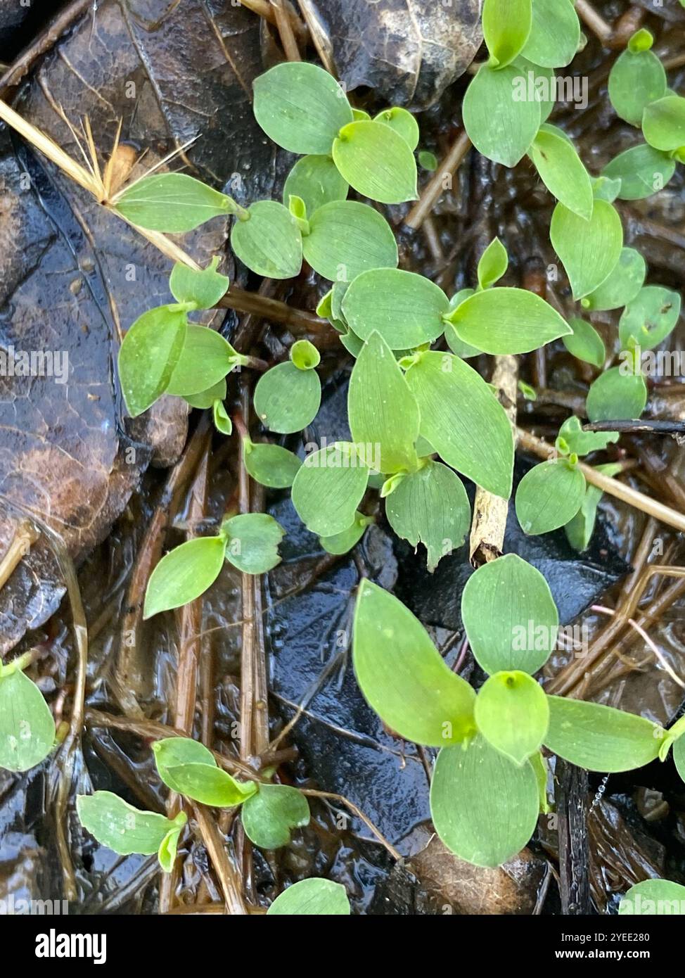 Japanese stiltgrass (Microstegium vimineum Stock Photo - Alamy