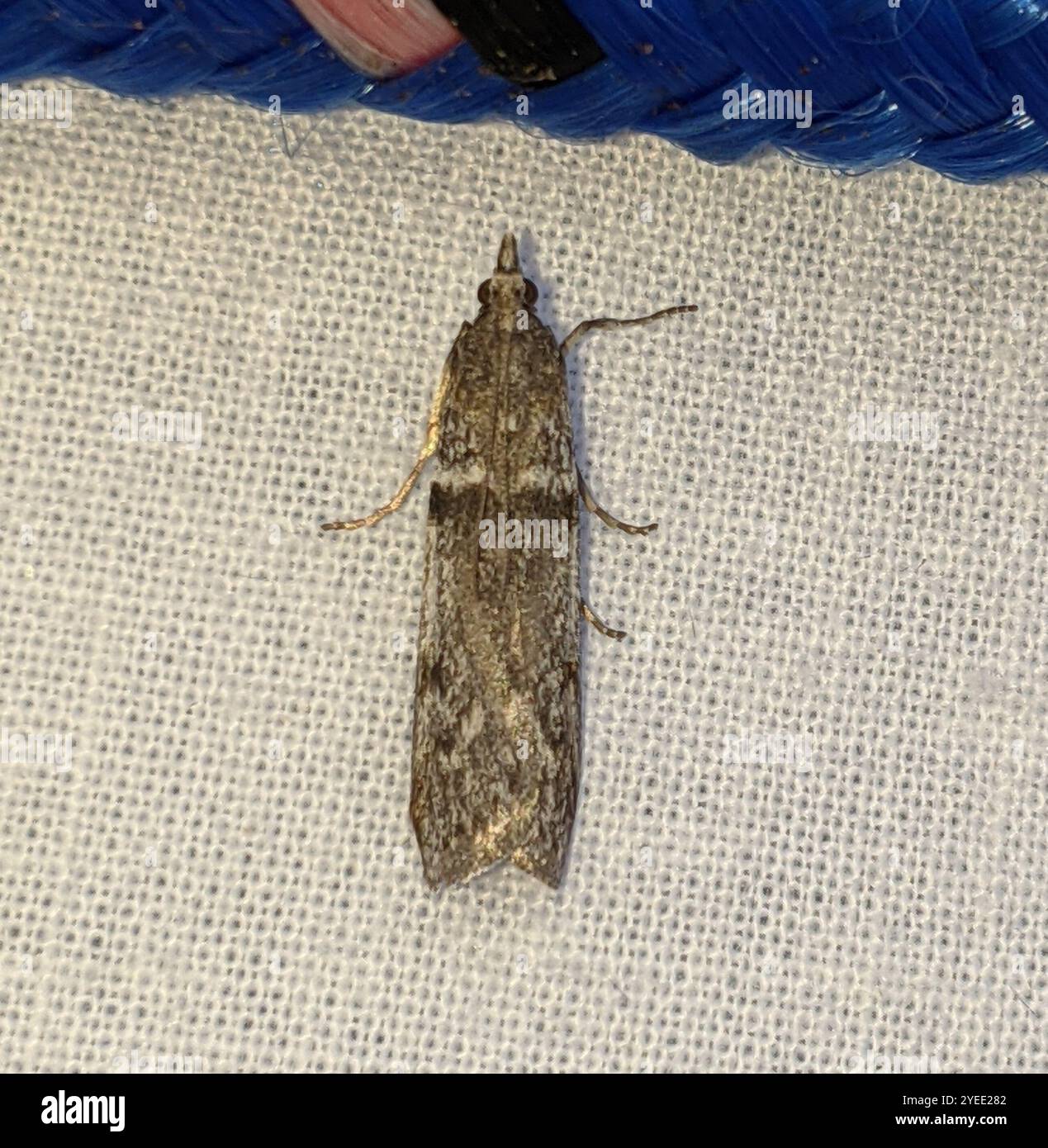 Gooseberry Fruitworm Moth (Zophodia grossulariella Stock Photo - Alamy