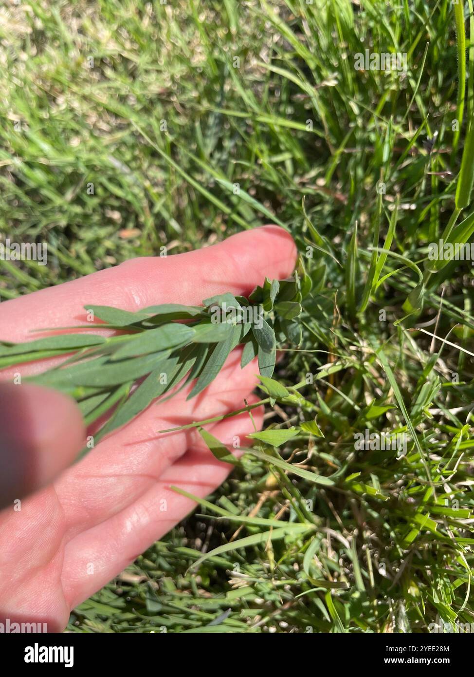 Oenothera glaucifolia hi-res stock photography and images - Alamy