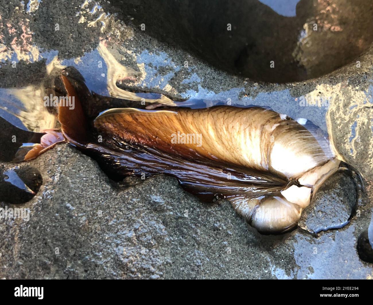 Penitella penita hi-res stock photography and images - Alamy