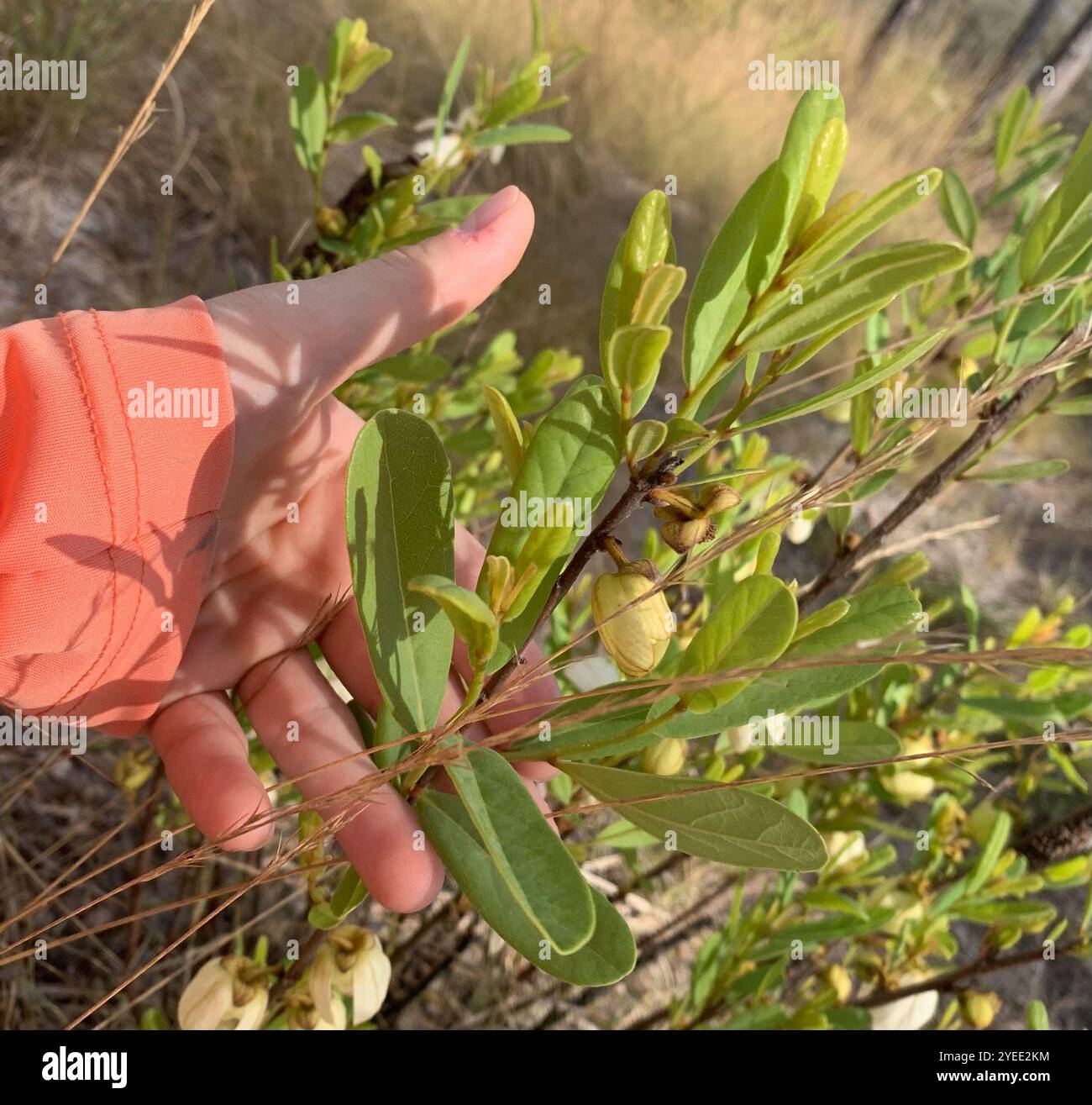 netted pawpaw (Asimina reticulata Stock Photo - Alamy