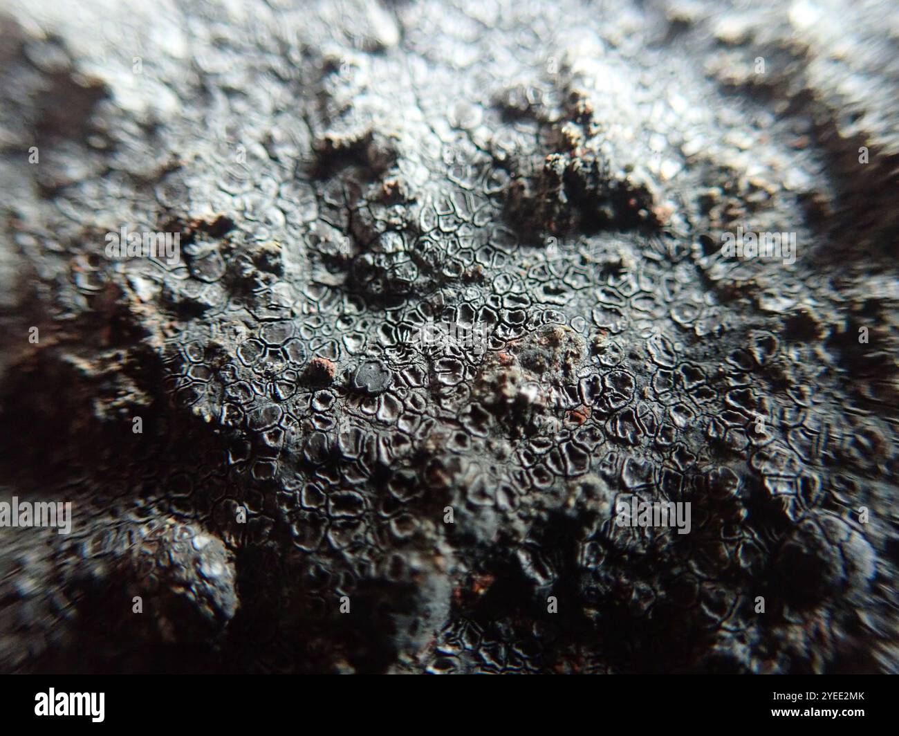 Lecidea fuscoatra hi-res stock photography and images - Alamy