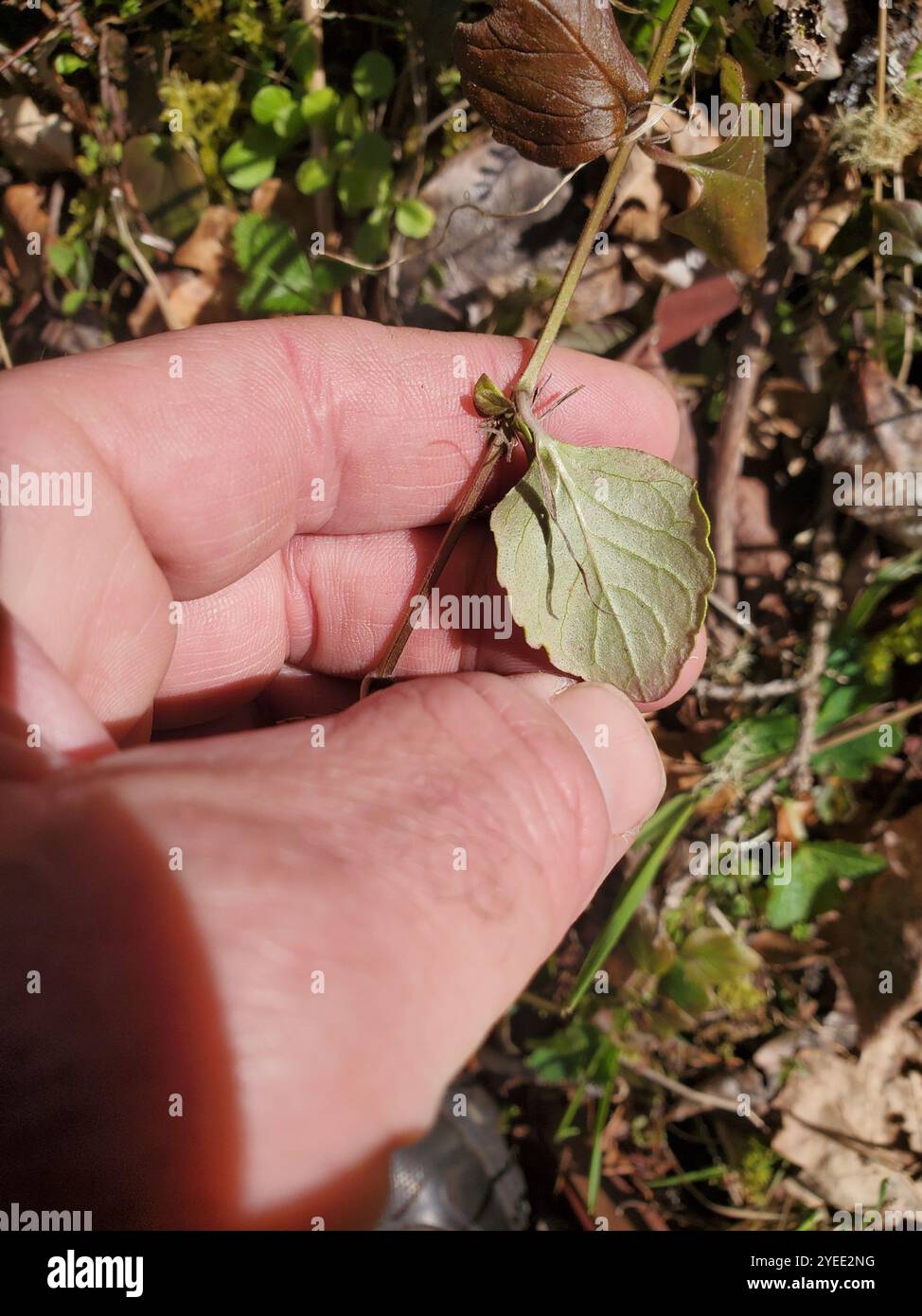 yerba buena (Clinopodium douglasii Stock Photo - Alamy