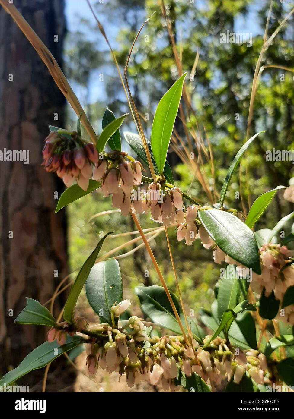 Lyonia lucida hi-res stock photography and images - Alamy