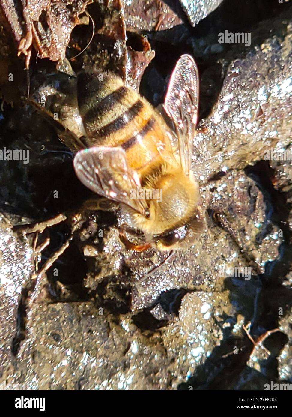 Western Honey Bee (Apis mellifera Stock Photo - Alamy