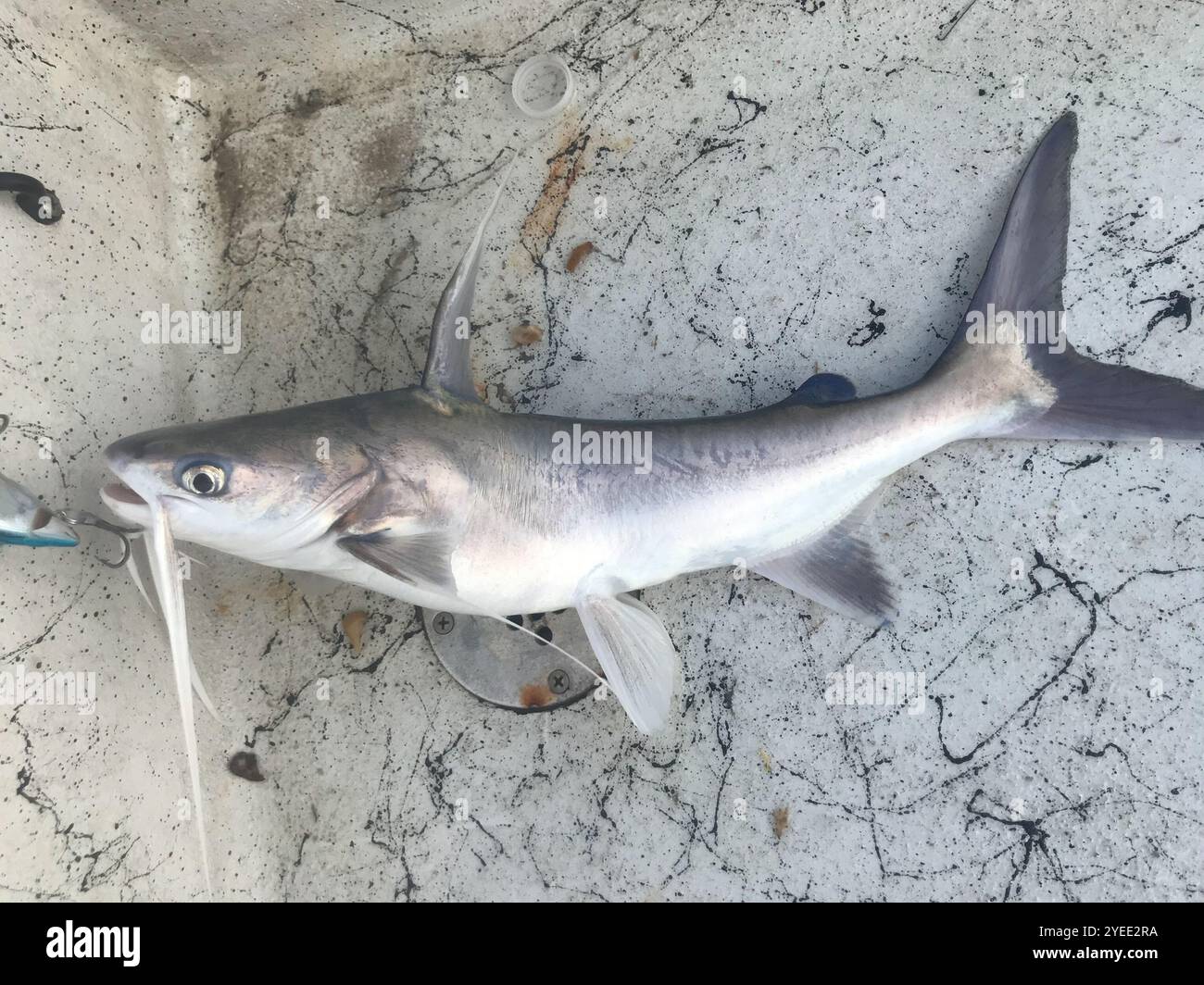 Gafftopsail catfish hi-res stock photography and images - Alamy