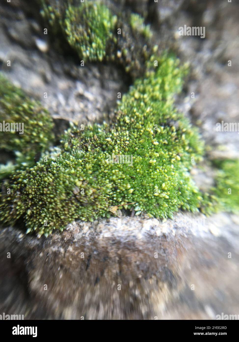 Silvery bryum hi-res stock photography and images - Alamy