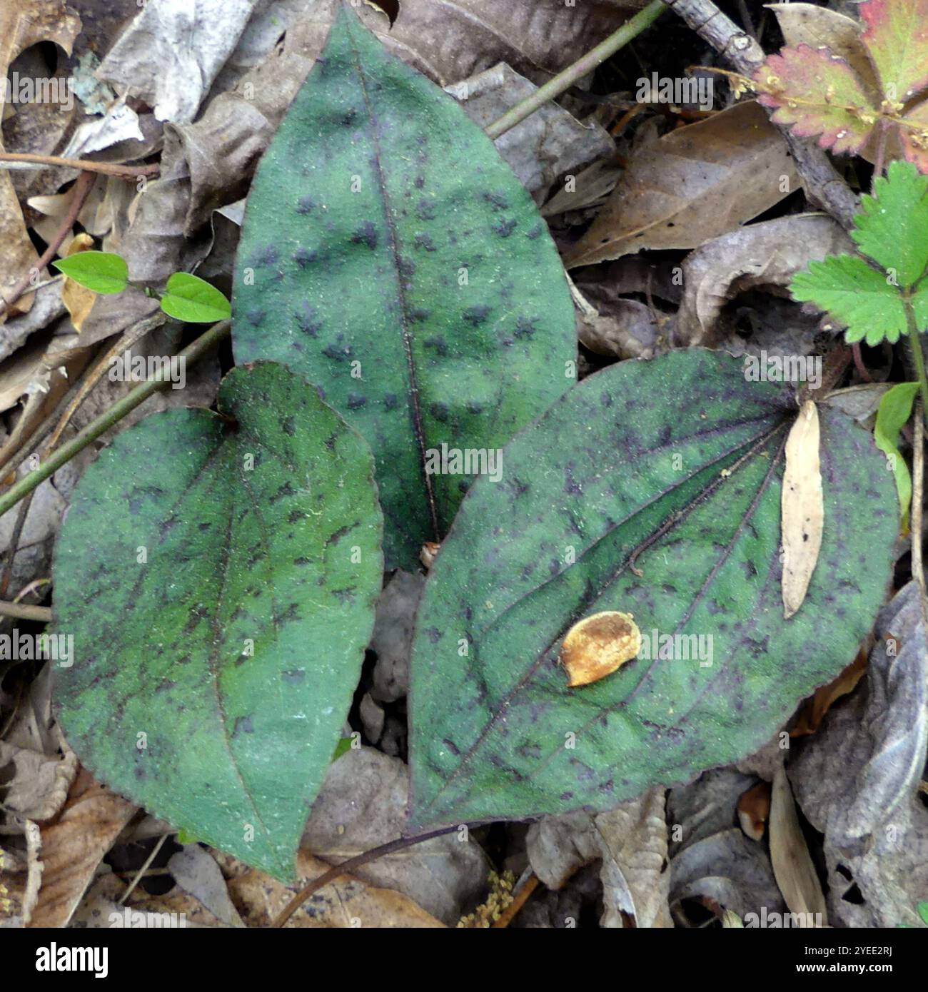 crane-fly orchid (Tipularia discolor Stock Photo - Alamy