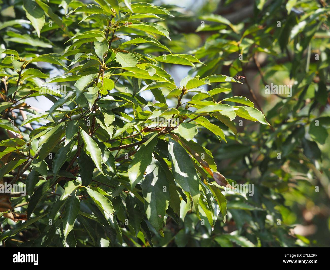 ring-cupped oak (Quercus glauca Stock Photo - Alamy