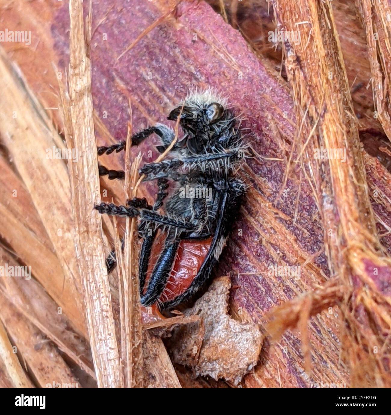 Red-bellied Clerid (Enoclerus sphegeus Stock Photo - Alamy