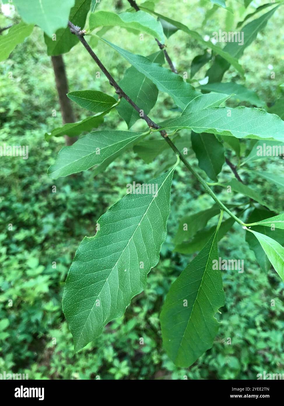 Buckthorn Bully (Sideroxylon lycioides Stock Photo - Alamy
