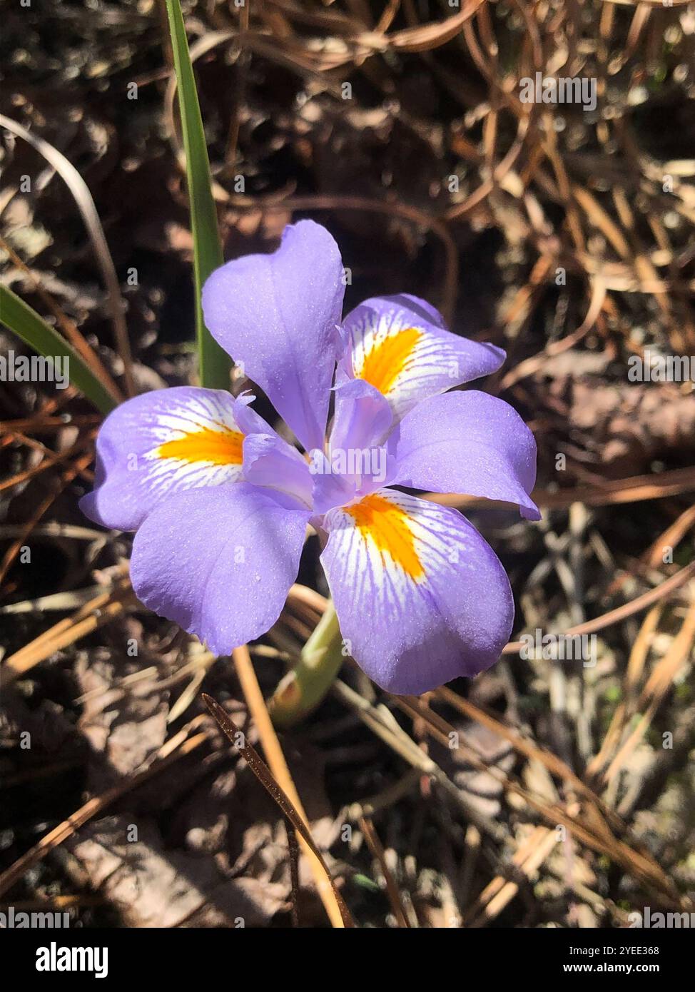 Iris verna hi-res stock photography and images - Alamy