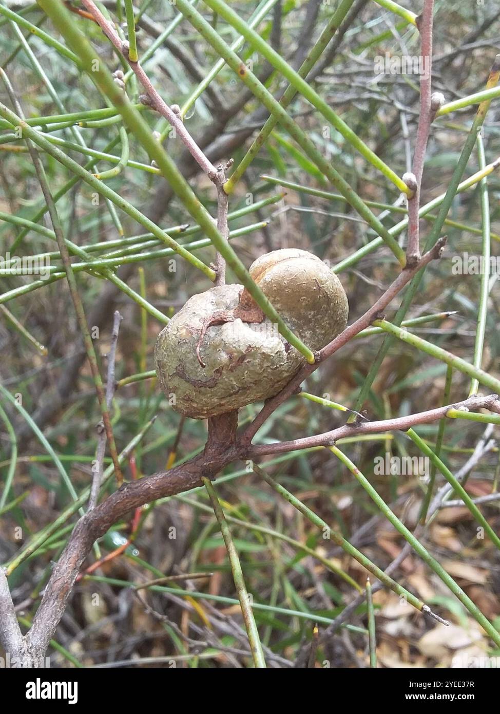Beaked Hakea (Hakea rostrata Stock Photo - Alamy