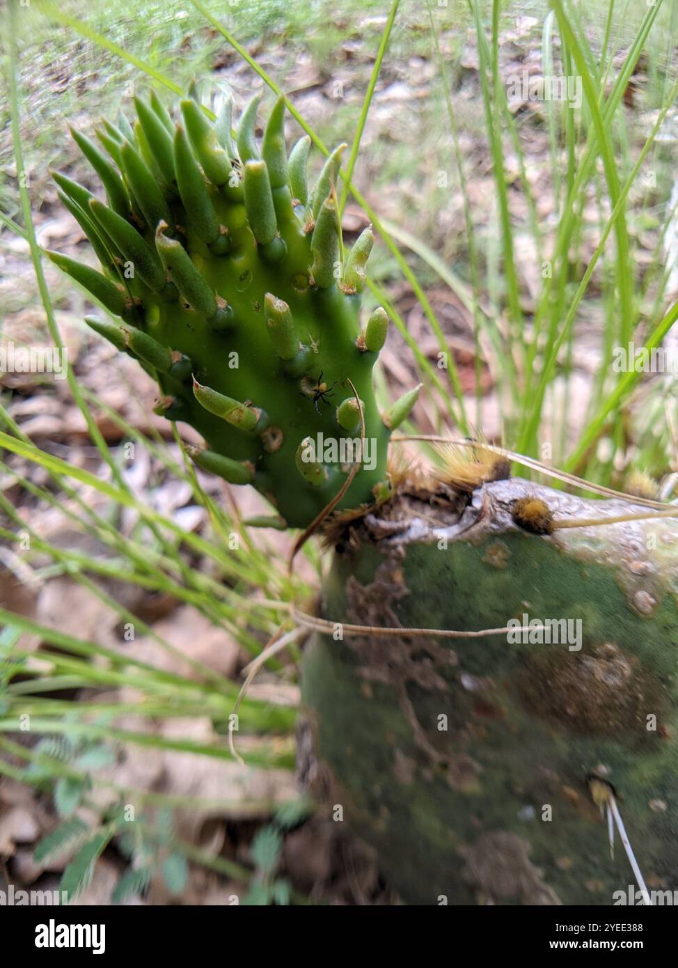 Cactus coreid bug hi-res stock photography and images - Alamy