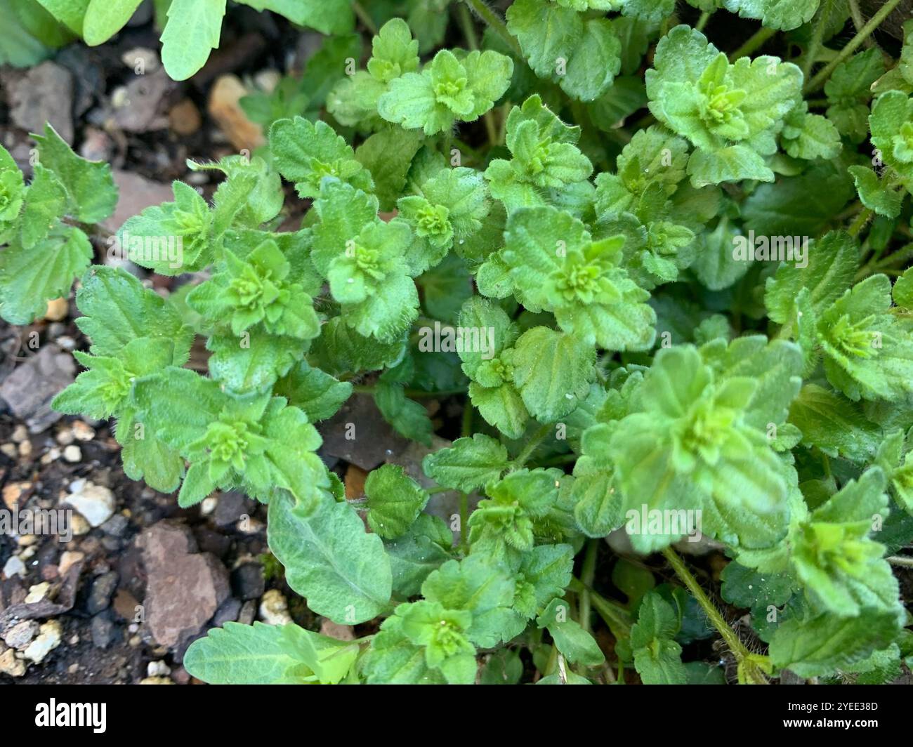 bird's-eye speedwell (Veronica persica Stock Photo - Alamy