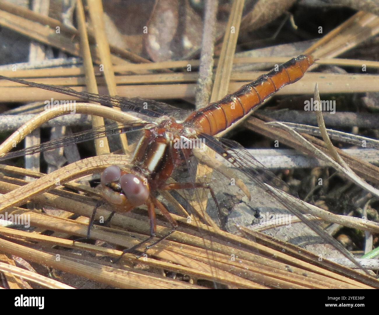 Blue Corporal (Ladona deplanata Stock Photo - Alamy