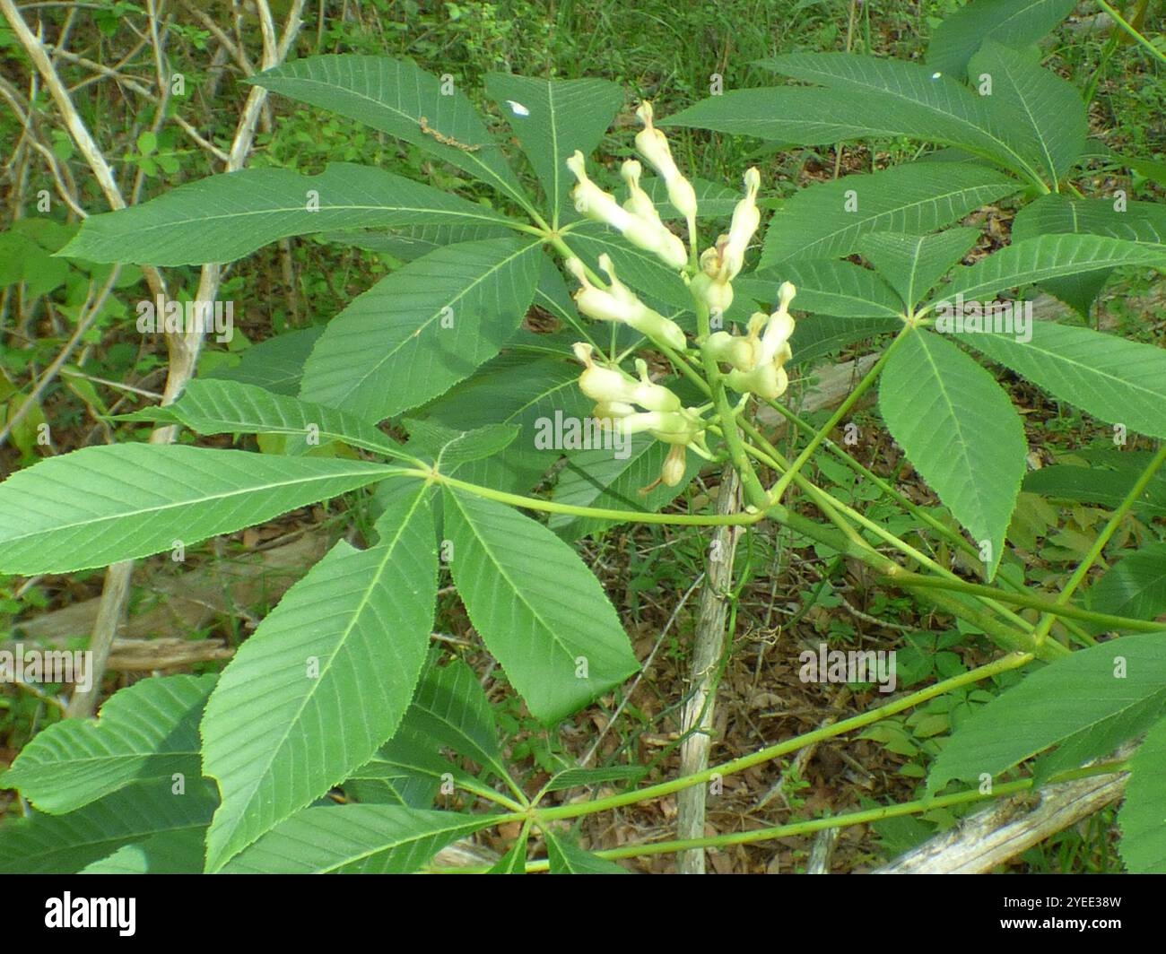 painted buckeye (Aesculus sylvatica Stock Photo - Alamy