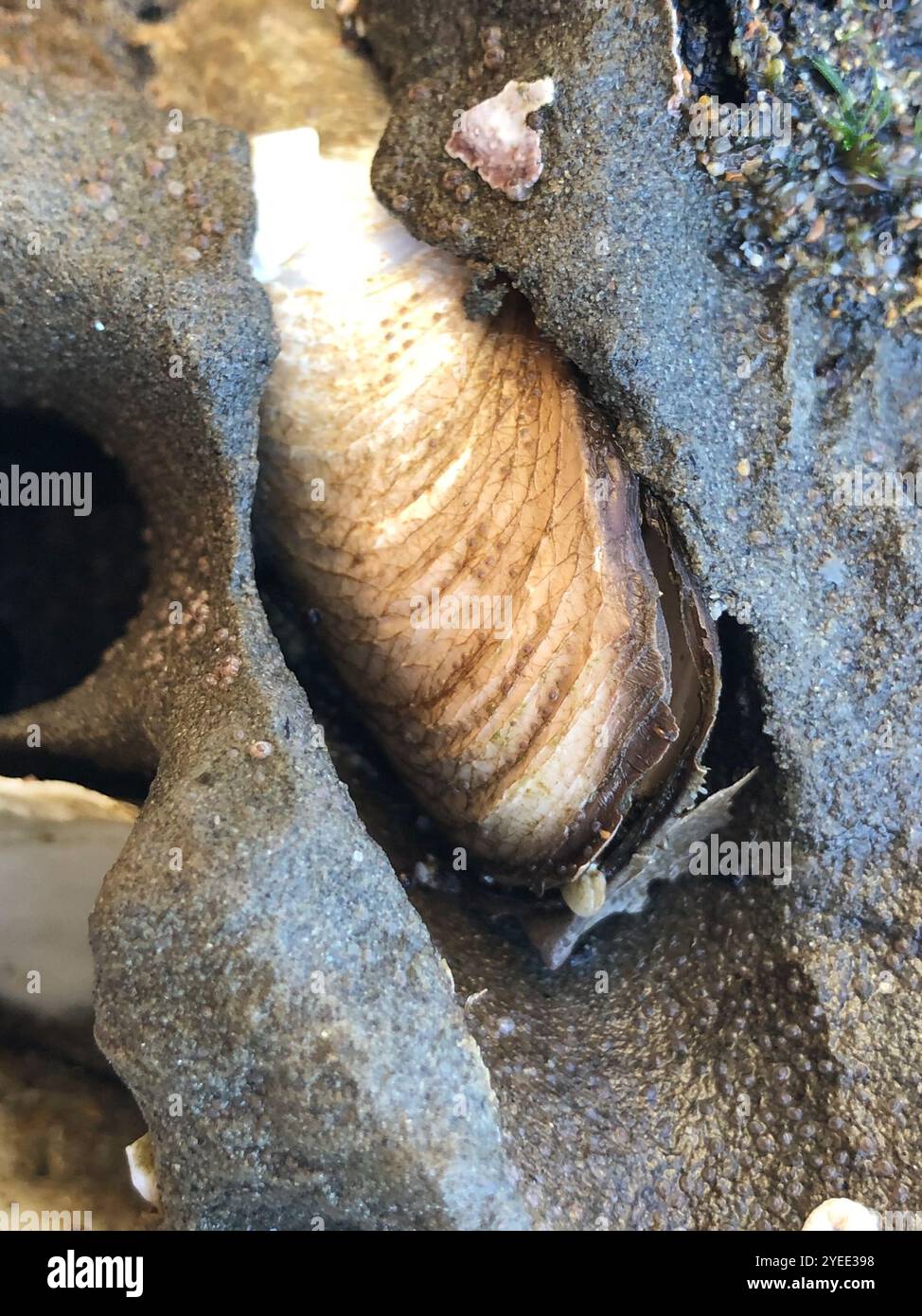 Flat-tip Piddock (Penitella penita Stock Photo - Alamy