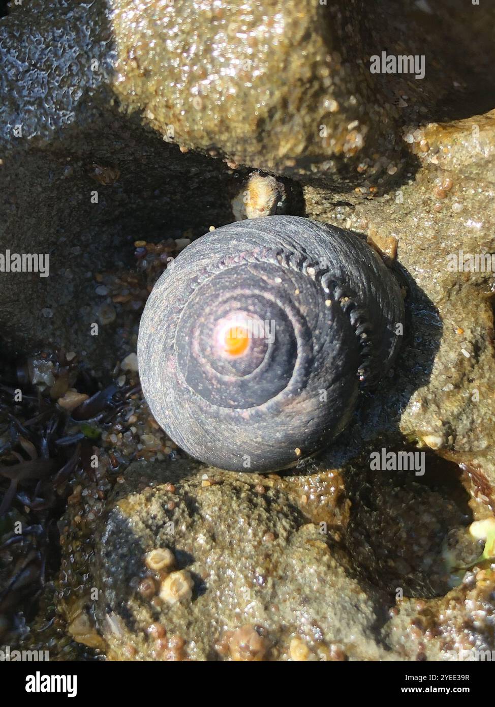 Black Tegula (Tegula funebralis Stock Photo - Alamy