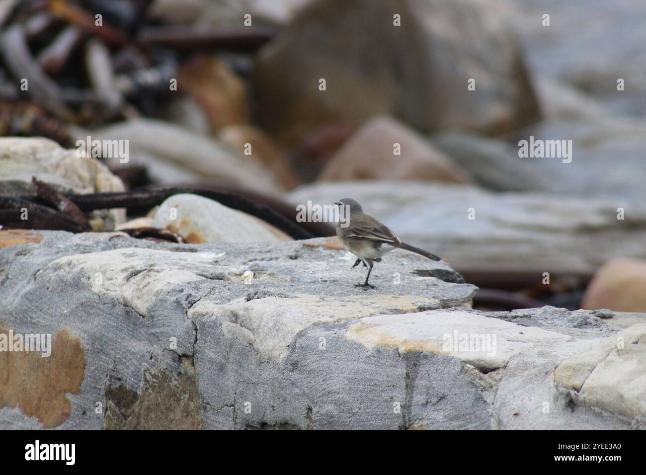 Common Cape Wagtail (Motacilla capensis capensis Stock Photo - Alamy