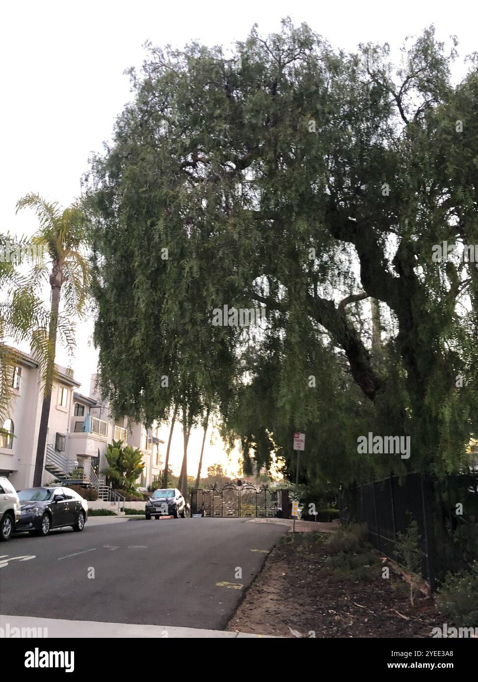 Peruvian Pepper Tree (Schinus molle Stock Photo - Alamy