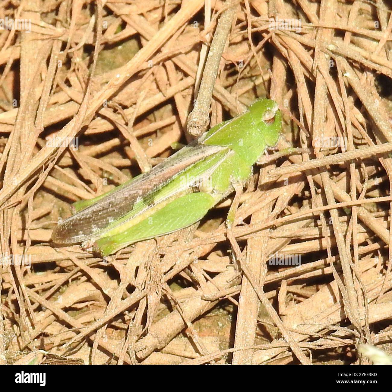 Green-striped Grasshopper (Chortophaga viridifasciata Stock Photo - Alamy