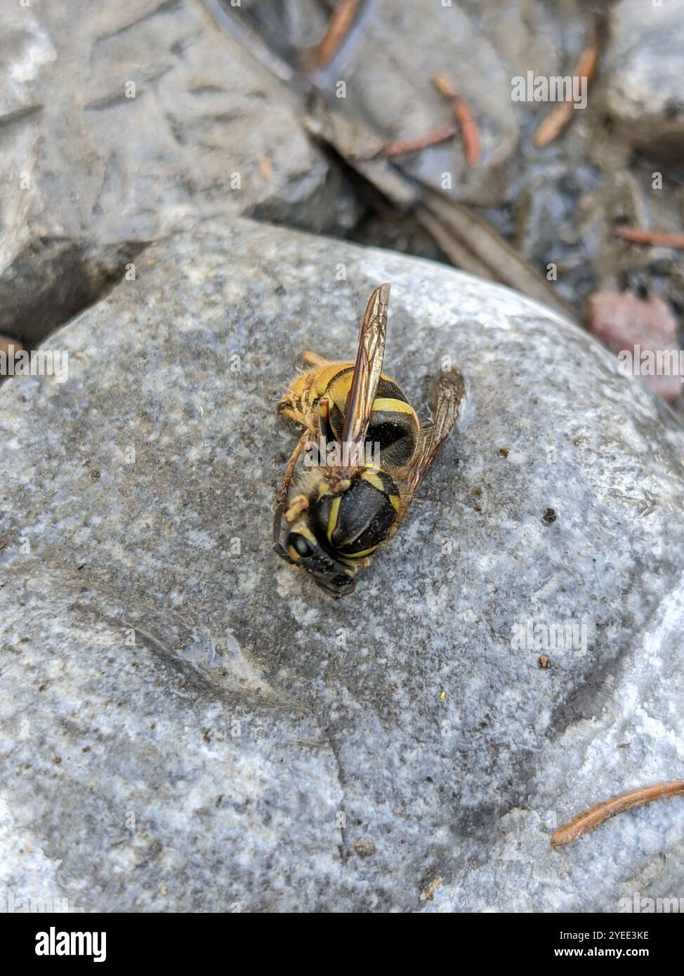 Common European Yellowjacket (Vespula vulgaris Stock Photo - Alamy