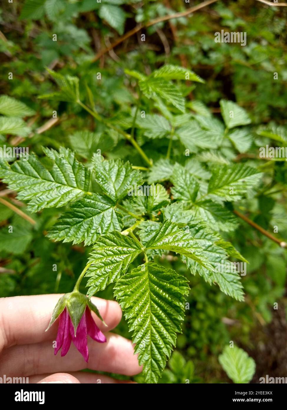 Salmonberry (Rubus spectabilis Stock Photo - Alamy