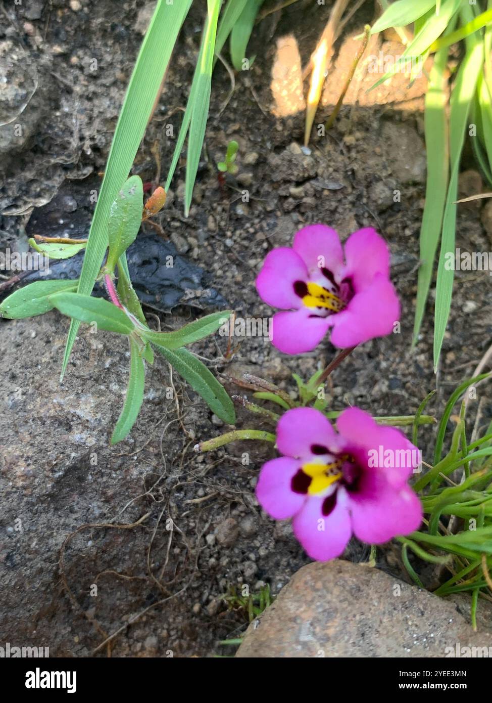 purplelip pansy monkeyflower (Diplacus angustatus Stock Photo - Alamy