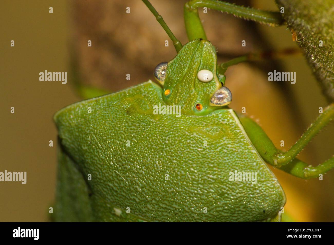 Southern Green Stink Bug (Nezara viridula Stock Photo - Alamy